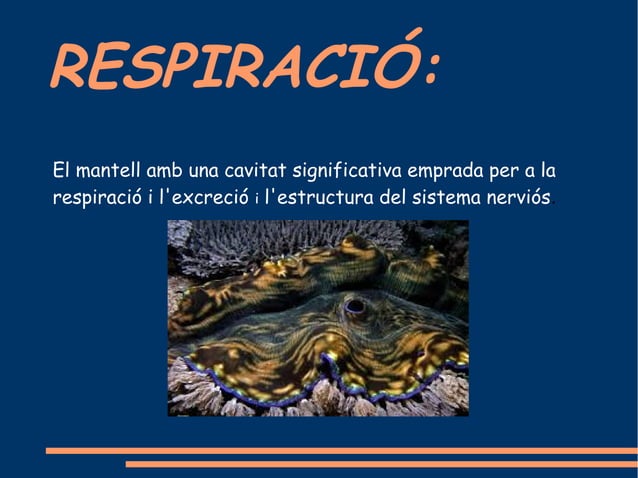 Mol·luscs (edu i xavi) | PPT