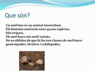 Mol·luscs (marti, raul i ivan) | PPTX