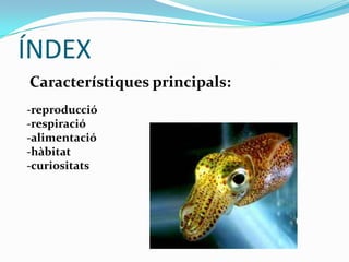 Mol·luscs (marti, raul i ivan) | PPTX