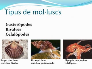 Mol·luscs (marti, raul i ivan) | PPTX