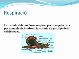 Mol·luscs (marti, raul i ivan) | PPTX