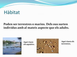 Mol·luscs (marti, raul i ivan) | PPTX