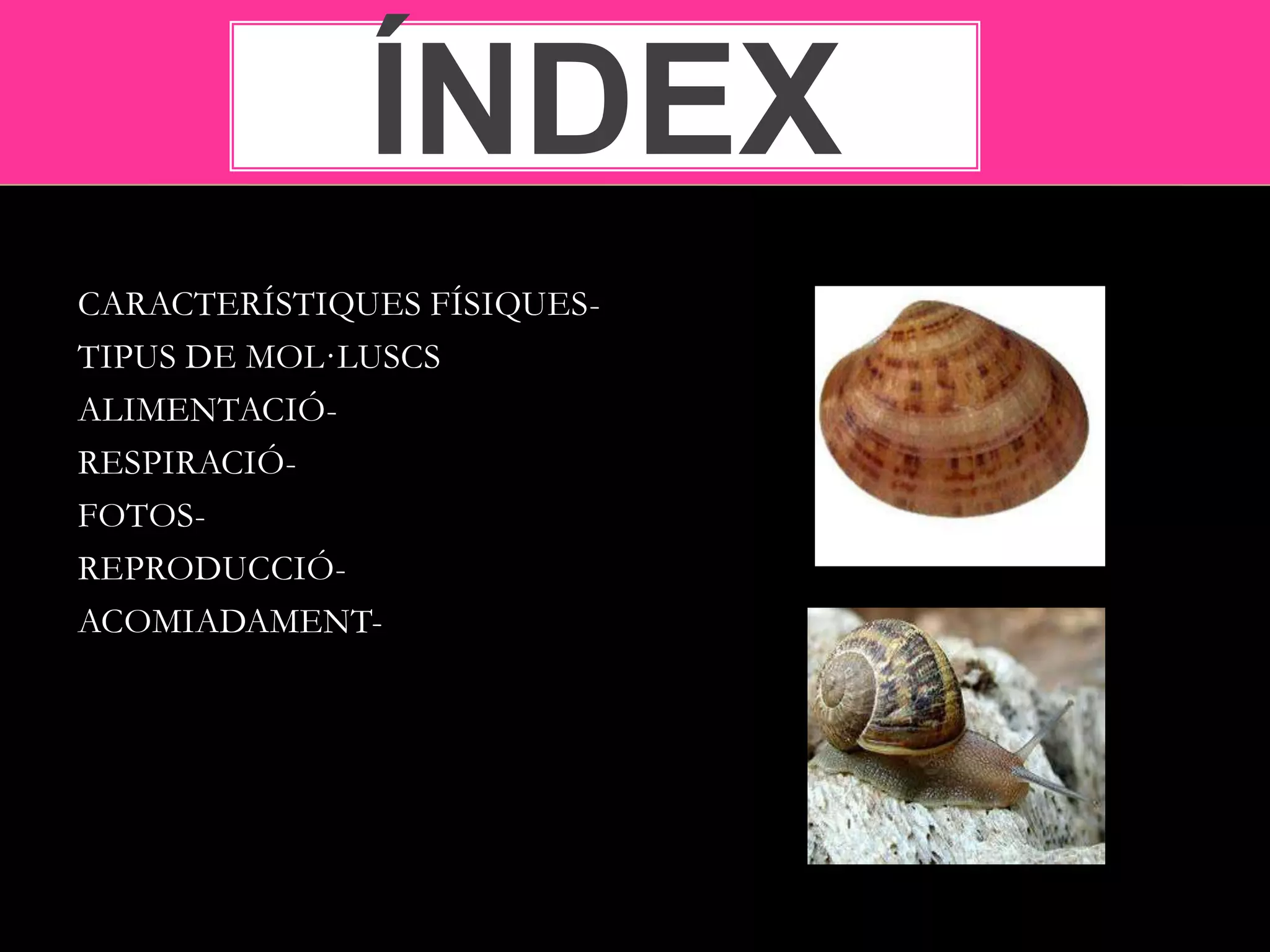 Mol·luscs (roser i andrea) | PPTX