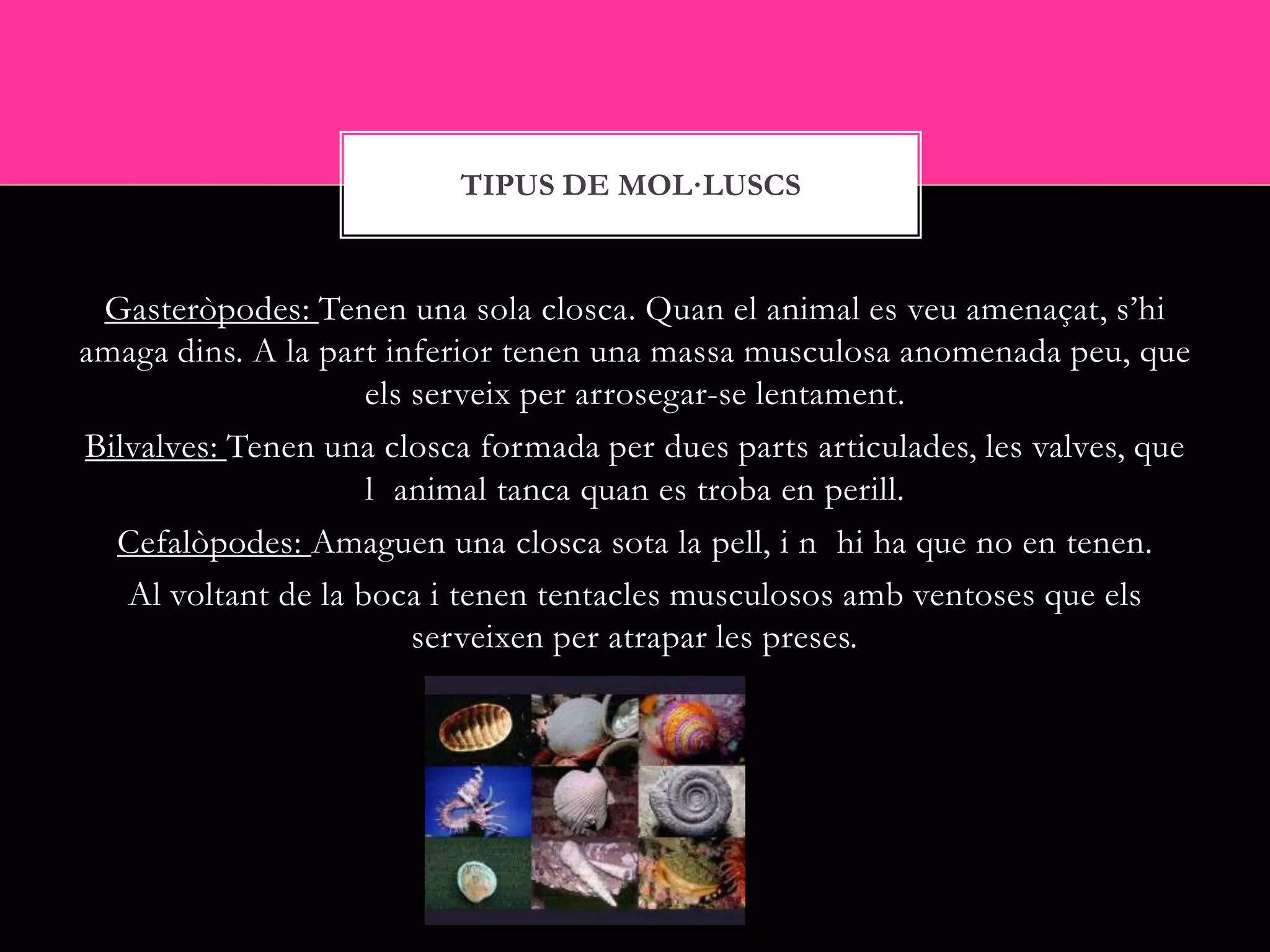 Mol·luscs (roser i andrea) | PPT