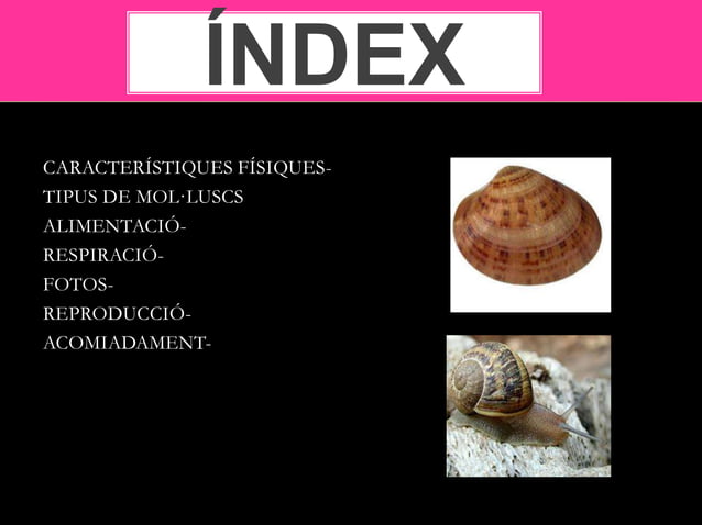 Mol·luscs (roser i andrea) | PPT