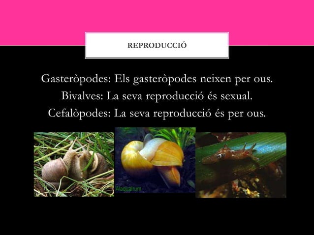 Mol·luscs (roser i andrea) | PPTX