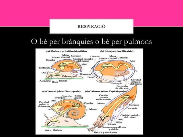 Mol·luscs (roser i andrea) | PPTX