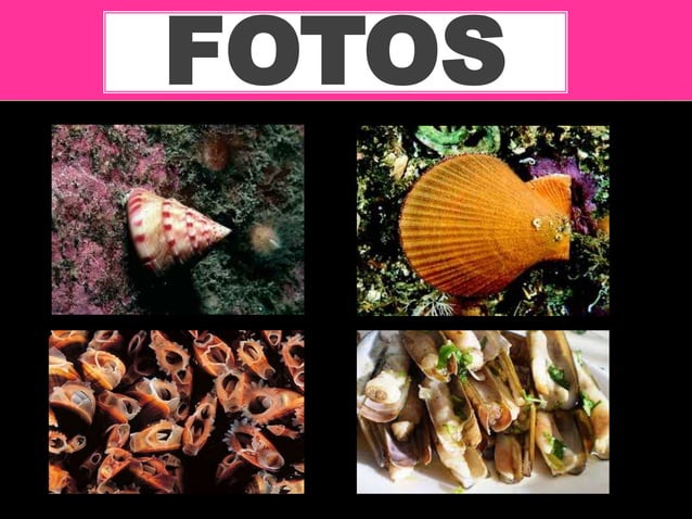 Mol·luscs (roser i andrea) | PPTX