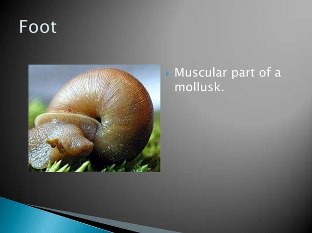 Mollusks | PPTX