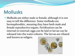 Mollusks | PPTX