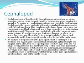 Mollusks | PPTX