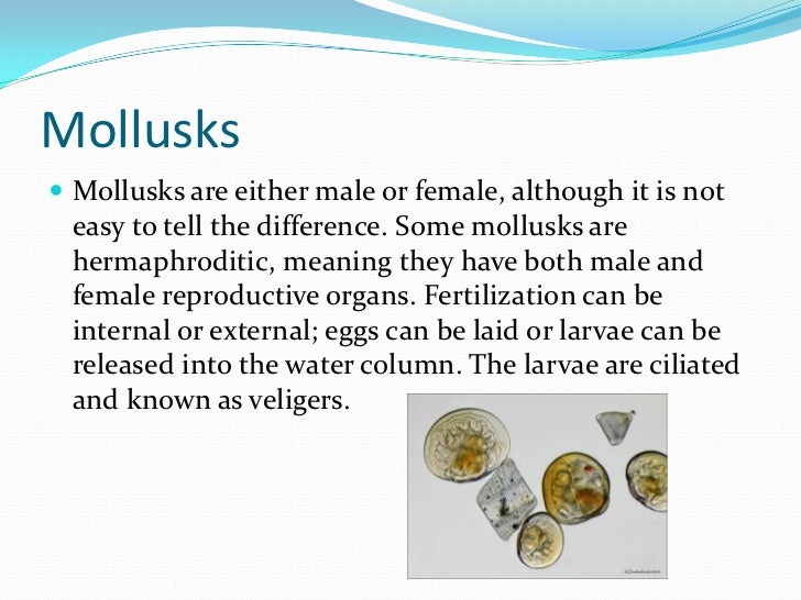 Mollusks