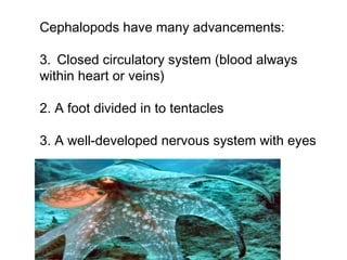 Mollusks | PPT