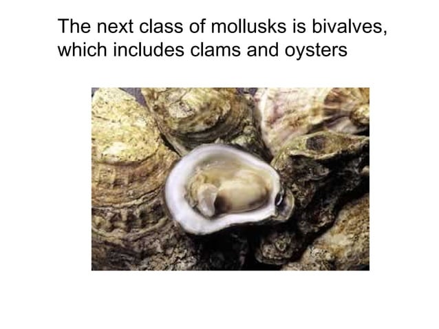 Mollusks | PPT
