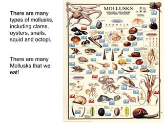 Mollusks | PPT