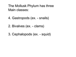 Mollusks | PPT | Biological Sciences | Science