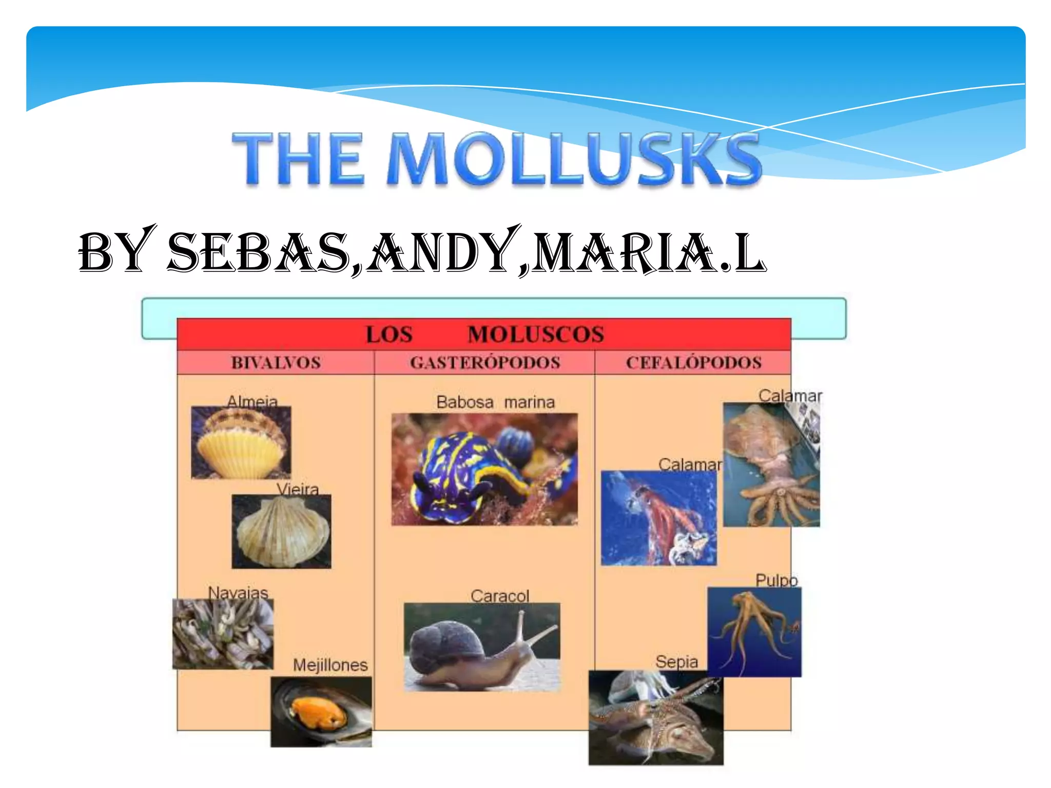Mollusks | PPT
