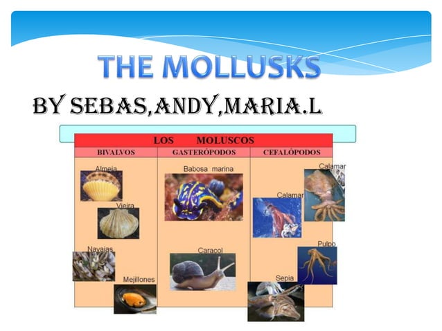 Mollusks | PPTX
