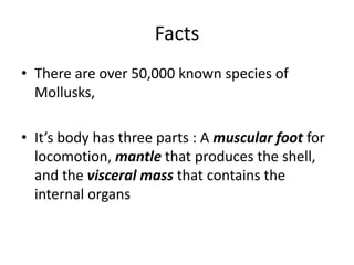 Mollusks | PPTX
