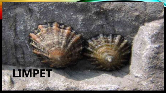 Mollusks | PPTX | Geology | Science