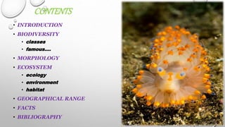 MOLLUSKS | PPT