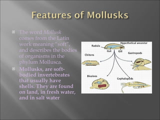Mollusks2 | PPT