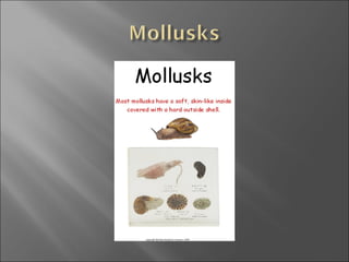 Mollusks2 | PPT