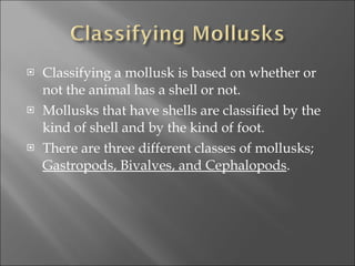 Mollusks2 | PPT