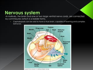 Mollusca Nervous System