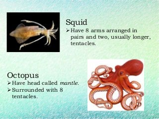 Mollusks and cnidarians | PPTX