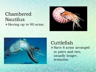 Mollusks and cnidarians | PPTX