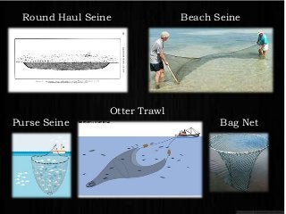 Mollusks and cnidarians | PPTX