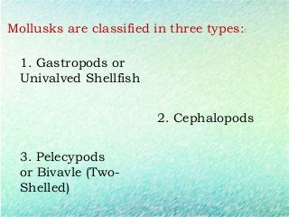 Mollusks and cnidarians | PPTX