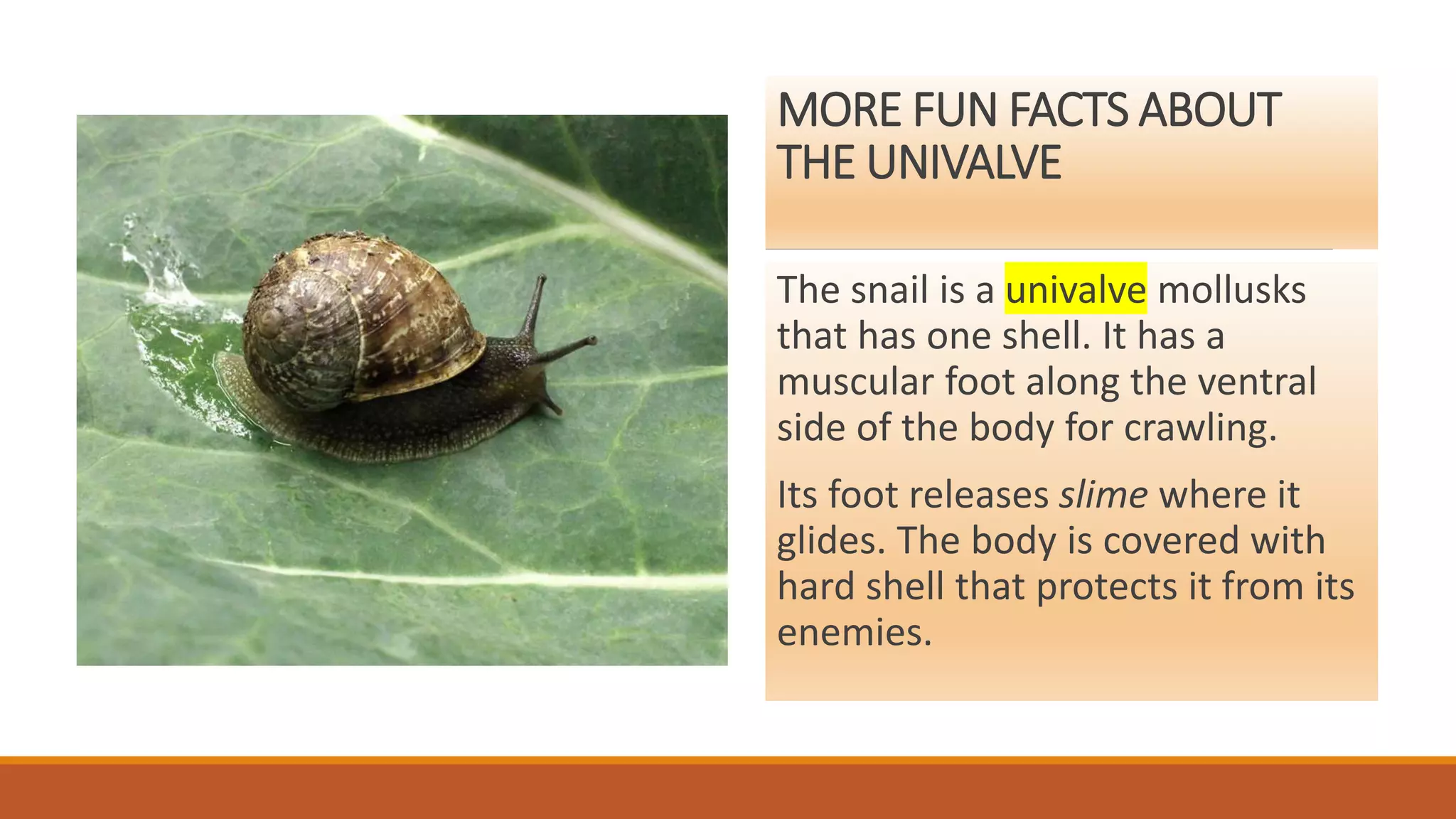 MOLLUSKS AND UNIVALVES.pptx | Geology | Science