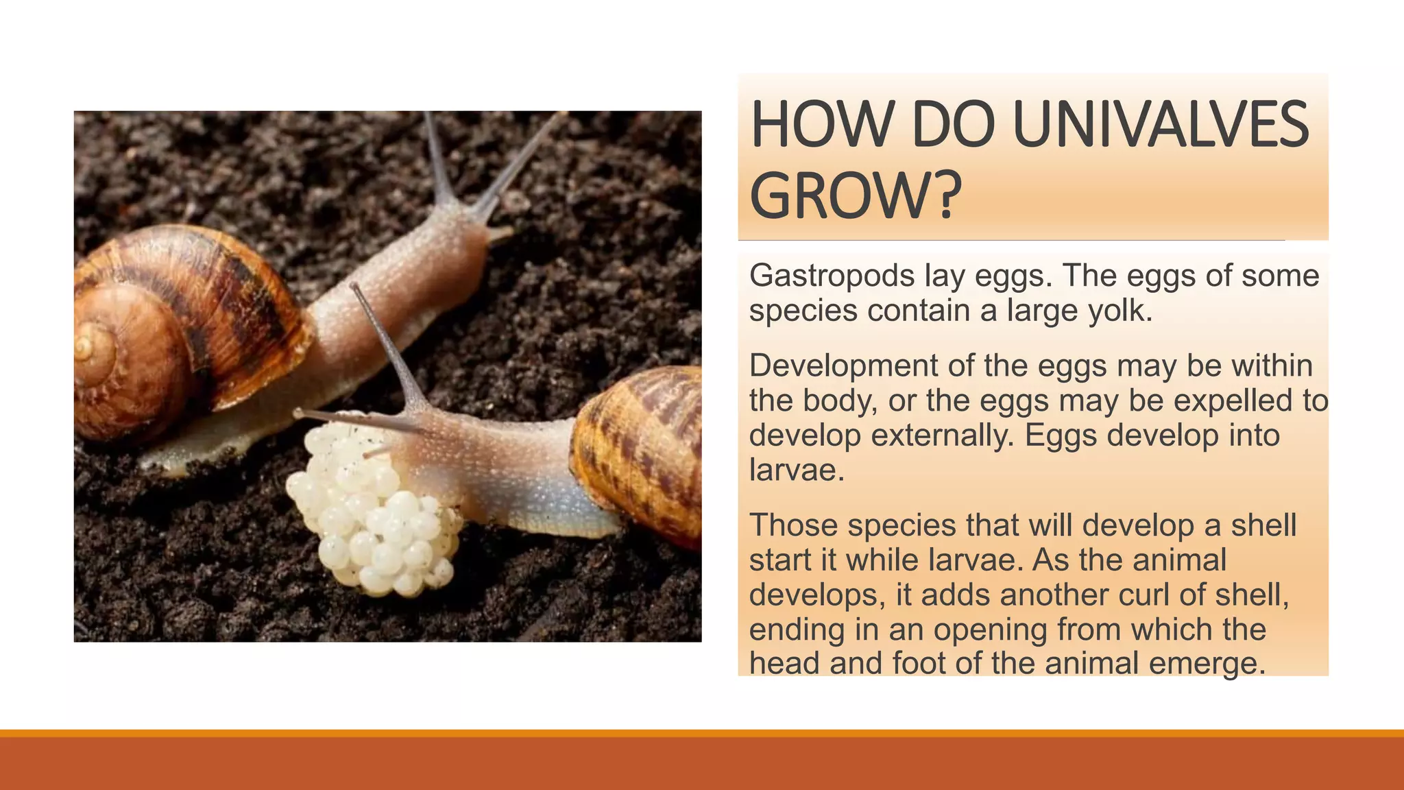MOLLUSKS AND UNIVALVES.pptx | Geology | Science