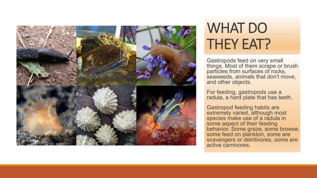 MOLLUSKS AND UNIVALVES.pptx | Geology | Science