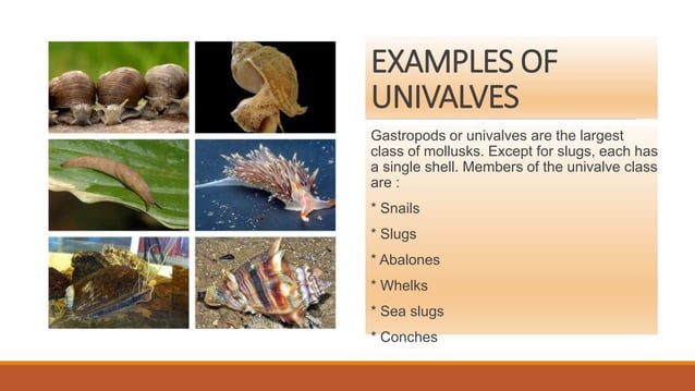 MOLLUSKS AND UNIVALVES.pptx | Geology | Science