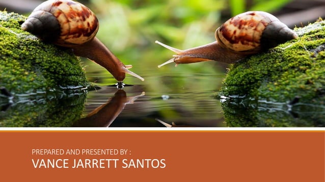 MOLLUSKS AND UNIVALVES.pptx | Geology | Science