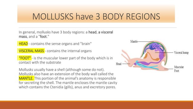 MOLLUSKS AND UNIVALVES.pptx | Geology | Science