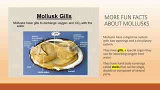 MOLLUSKS AND UNIVALVES.pptx