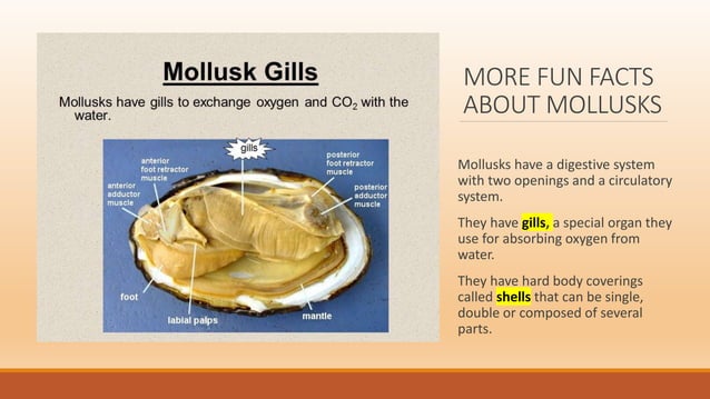MOLLUSKS AND UNIVALVES.pptx | Geology | Science