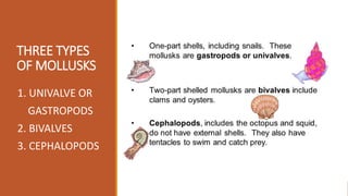 MOLLUSKS AND UNIVALVES.pptx