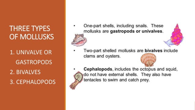 MOLLUSKS AND UNIVALVES.pptx | Geology | Science