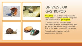 MOLLUSKS AND UNIVALVES.pptx | Geology | Science