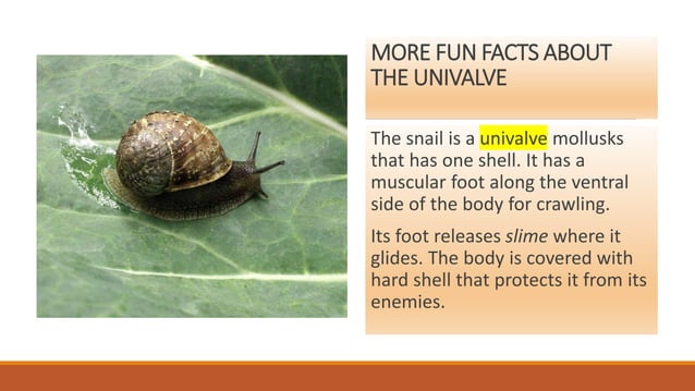 MOLLUSKS AND UNIVALVES.pptx | Geology | Science
