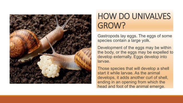 MOLLUSKS AND UNIVALVES.pptx | Geology | Science