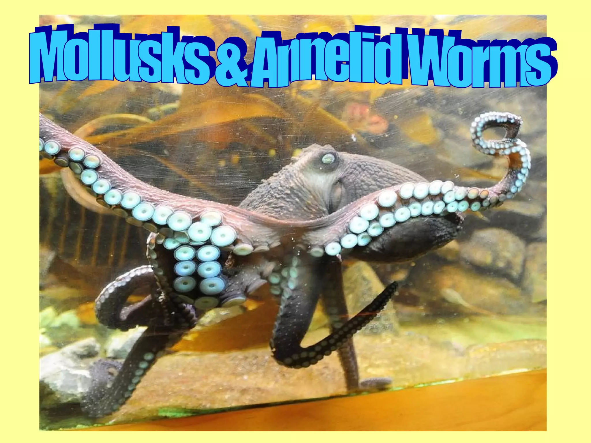 Mollusks & annelid worms | PPT