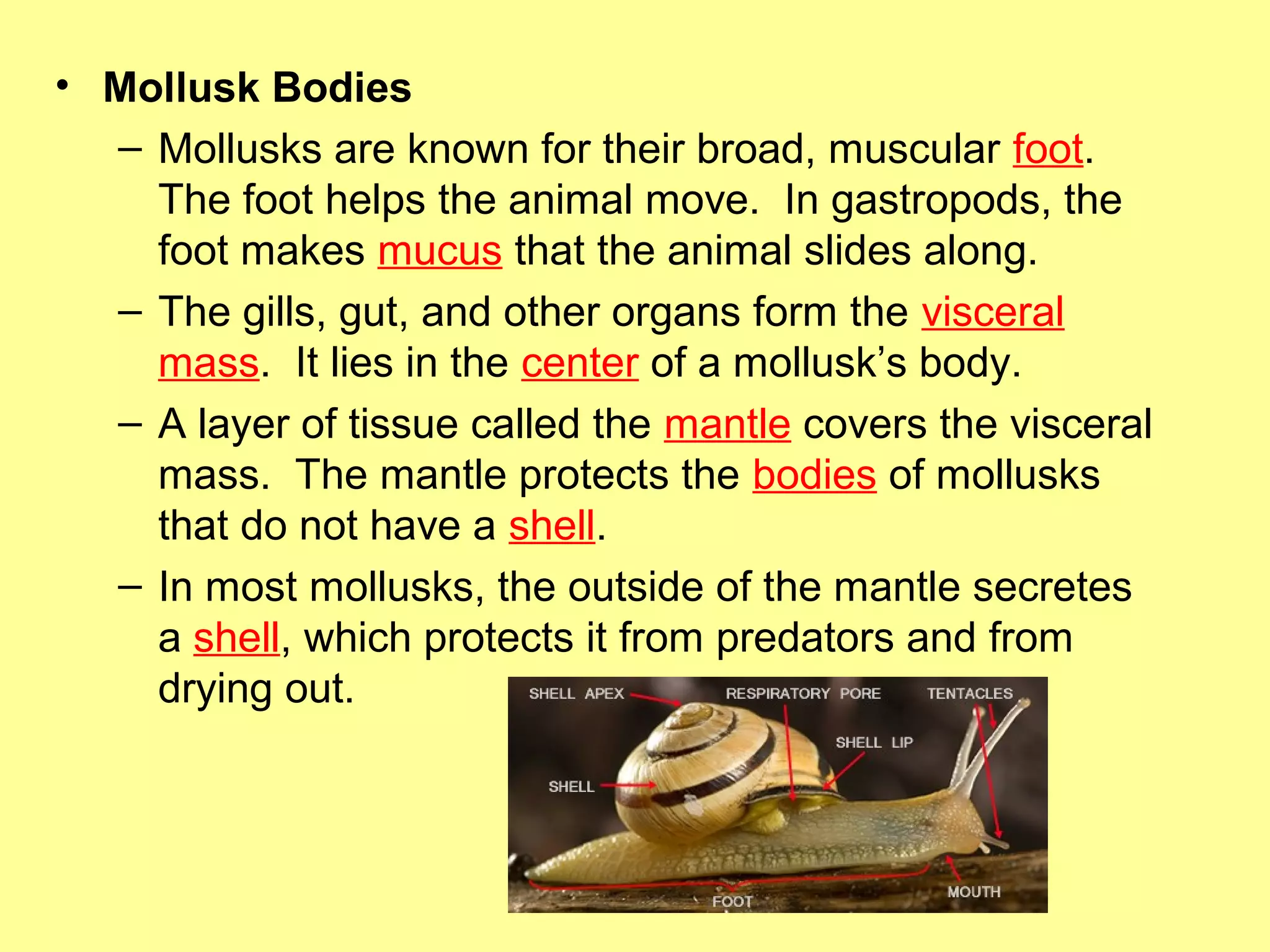 Mollusks & annelid worms | PPT