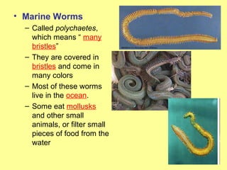 Mollusks & annelid worms | PPT | Biological Sciences | Science