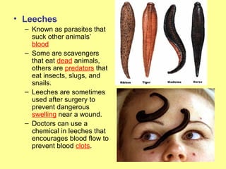 Mollusks & annelid worms | PPT | Biological Sciences | Science